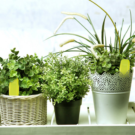 Actiflor for Stronger, Healthier Plants - Auris