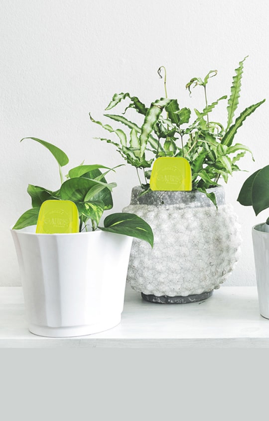 Aimants thérapeutiques AURIS - N°1 de la Thérapie Magnétique‎